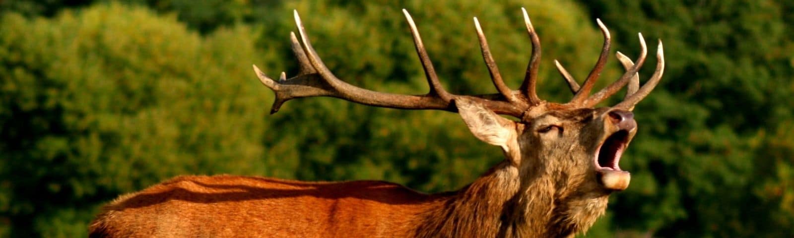 Wild Game Banquet & Seminar - Hillside Assembly of God Church, Gillett ...